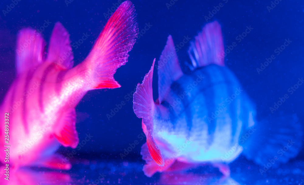 Perch fish fins in blue and pink color Stock Photo | Adobe Stock