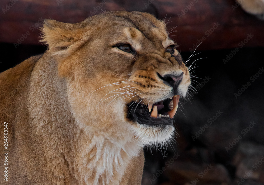 Lioness female growls muzzle close up. evil eyes and powerful fangs ...