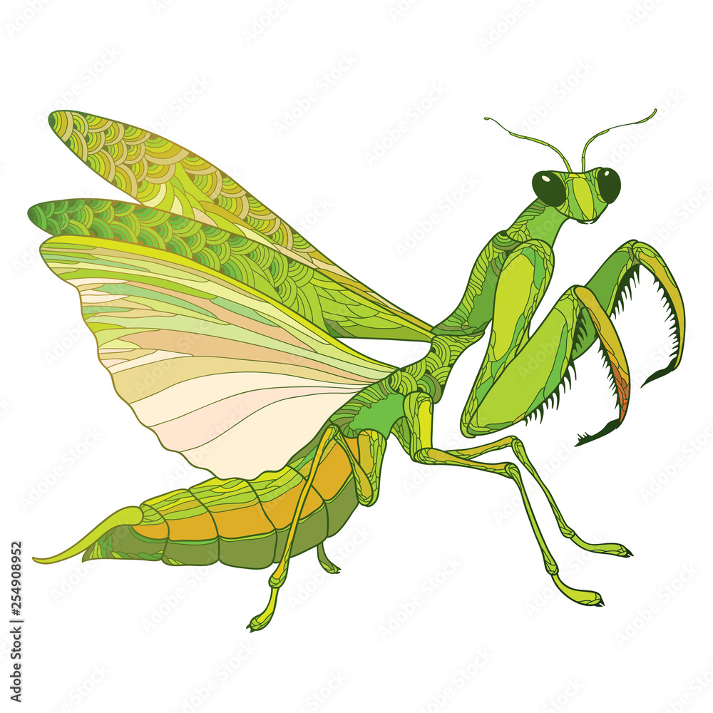 Praying Mantis Outline