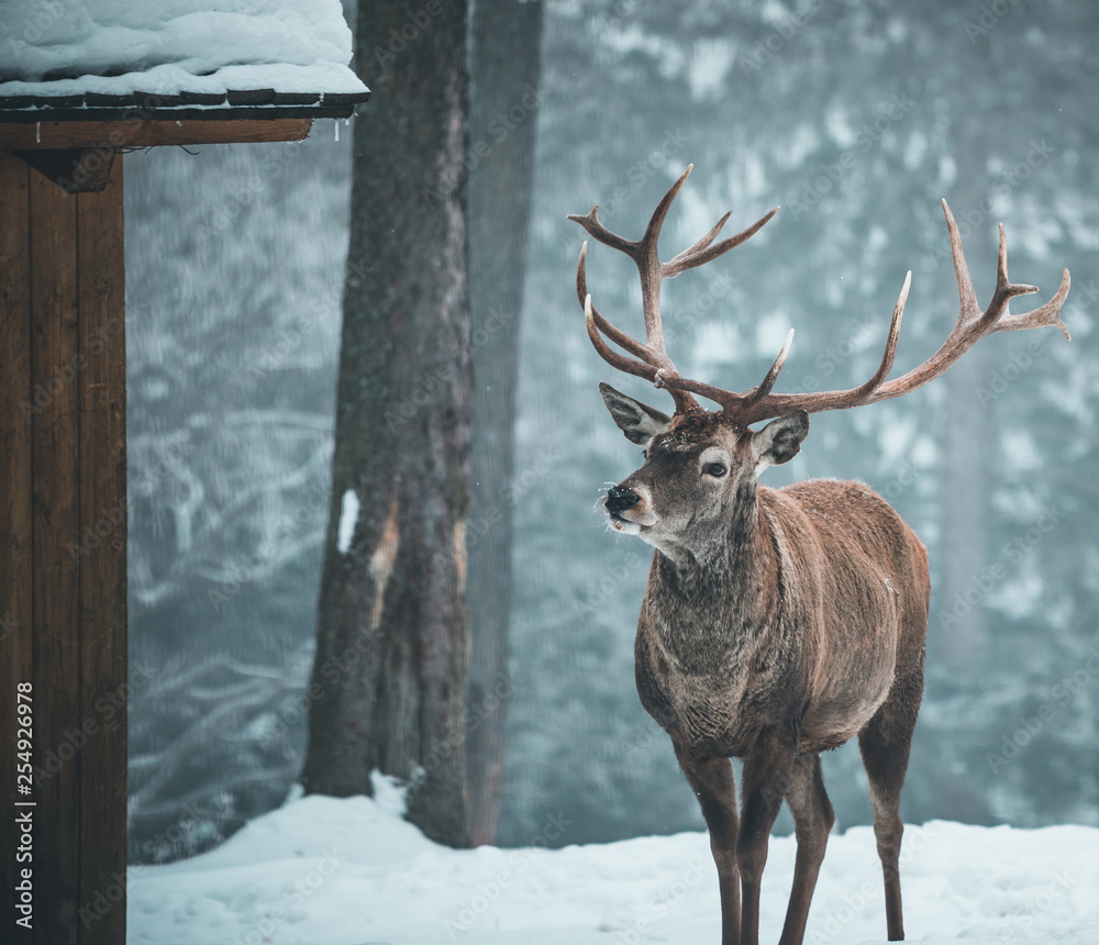 Winter Deer Photography