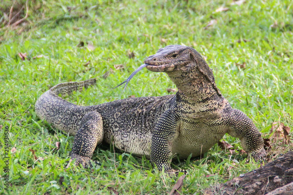 A large scaled monitor lizard in a park in Thailand is hunting on the ...