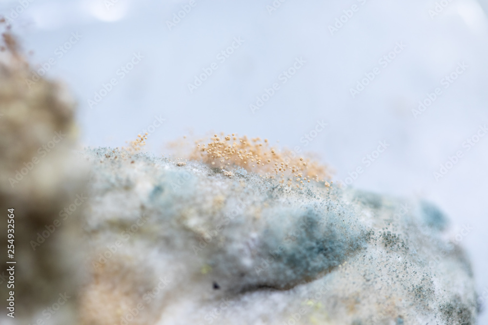 Rhizopus (bread mold) is a genus of common saprophytic fungi,Rhizopus ...
