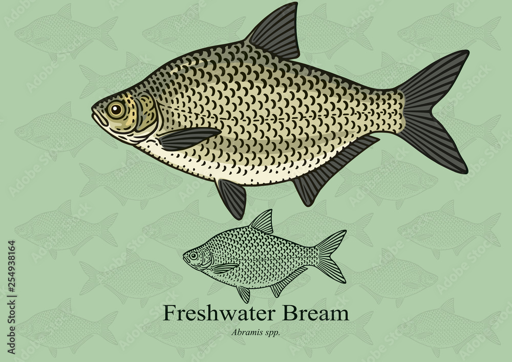 Freshwater Bream. Vector illustration with refined details and ...