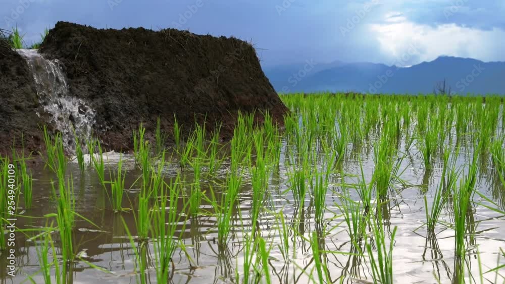 Vidéo Stock Rice terrace seedlings in the rice field, water flow from ...