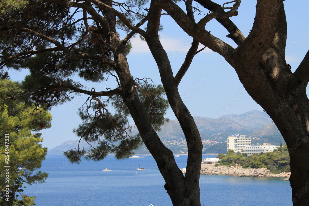 Gnarled branches of trees on the Lapad Peninsula of Croatia Stock Photo ...