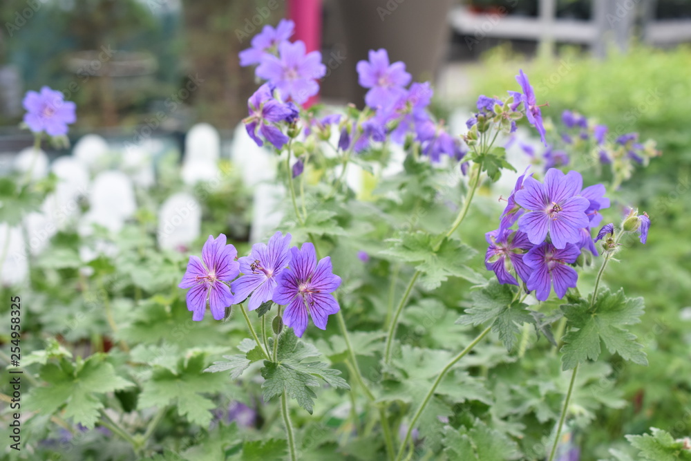 Foto de Storchschanbel Geranium Rozanne Gartenpflanze winterhart Staude ...