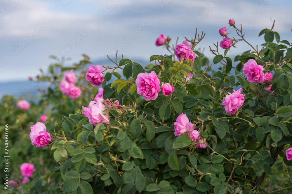 Rosa damascena, known as the Damask rose - pink, oil-bearing, flowering ...