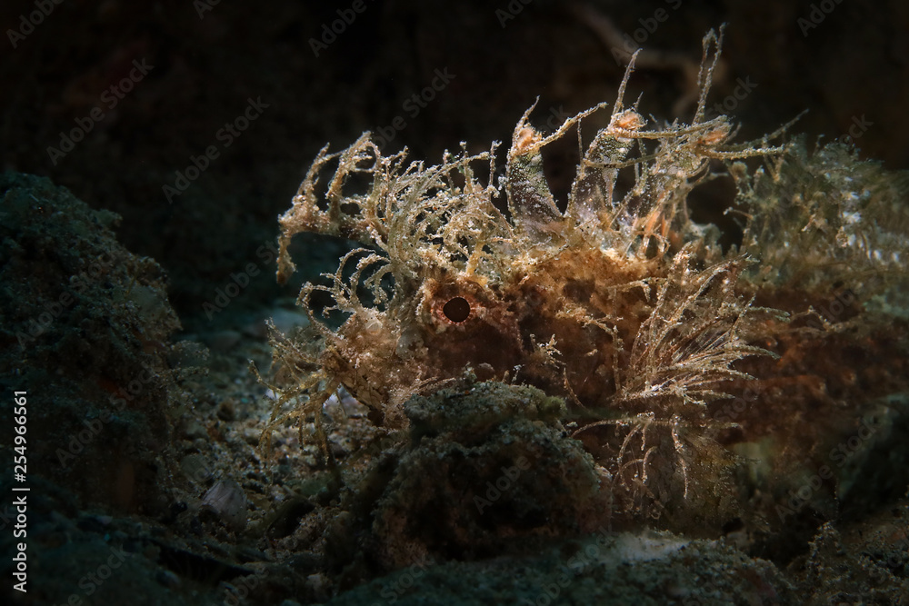 Ambon Scorpionfish (Pteroidichthys amboinensis). Picture was teken in ...