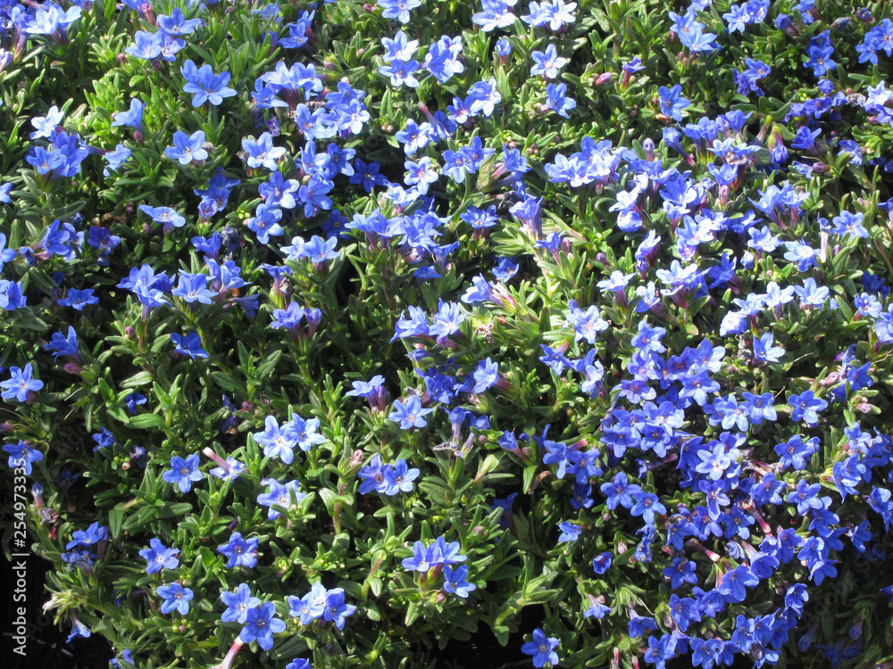 Natural background of blue spring flowers . Lithodora diffusa Heavenly ...
