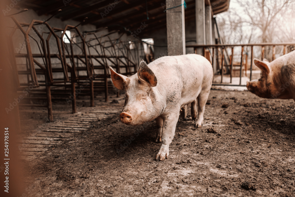 Adult pig moving around cote in mud. Pigs breeding concept. Stock Photo ...