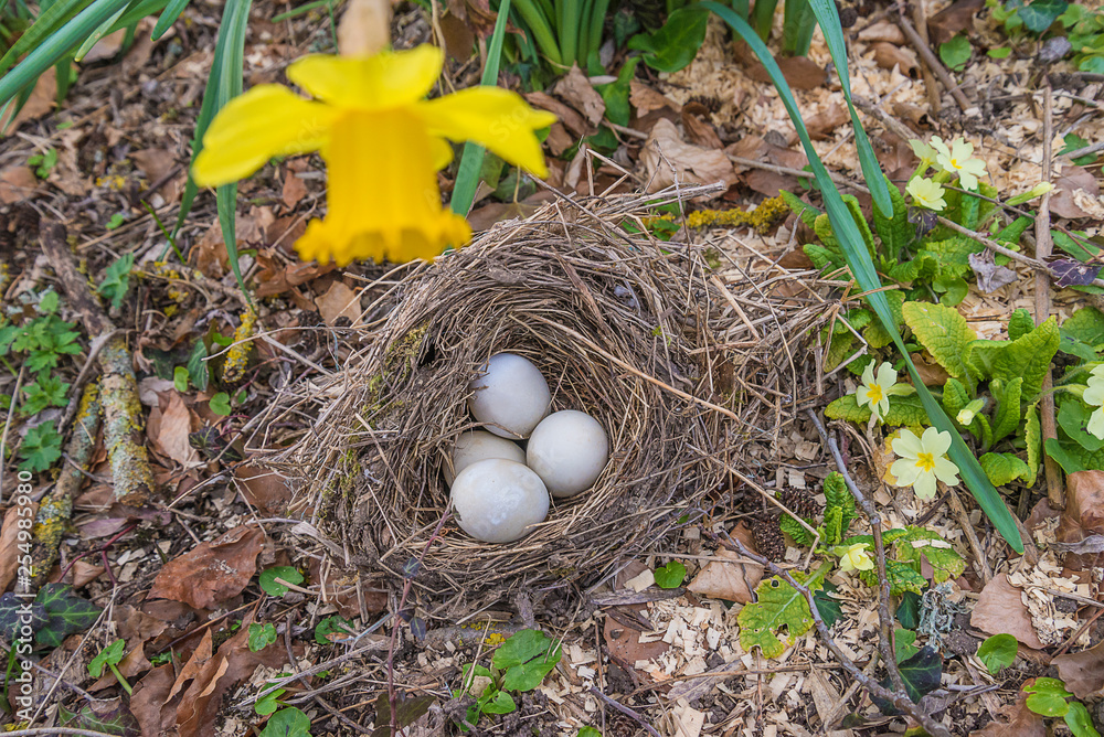 Bird's eggs in the nest on the natural background with spring flowers ...