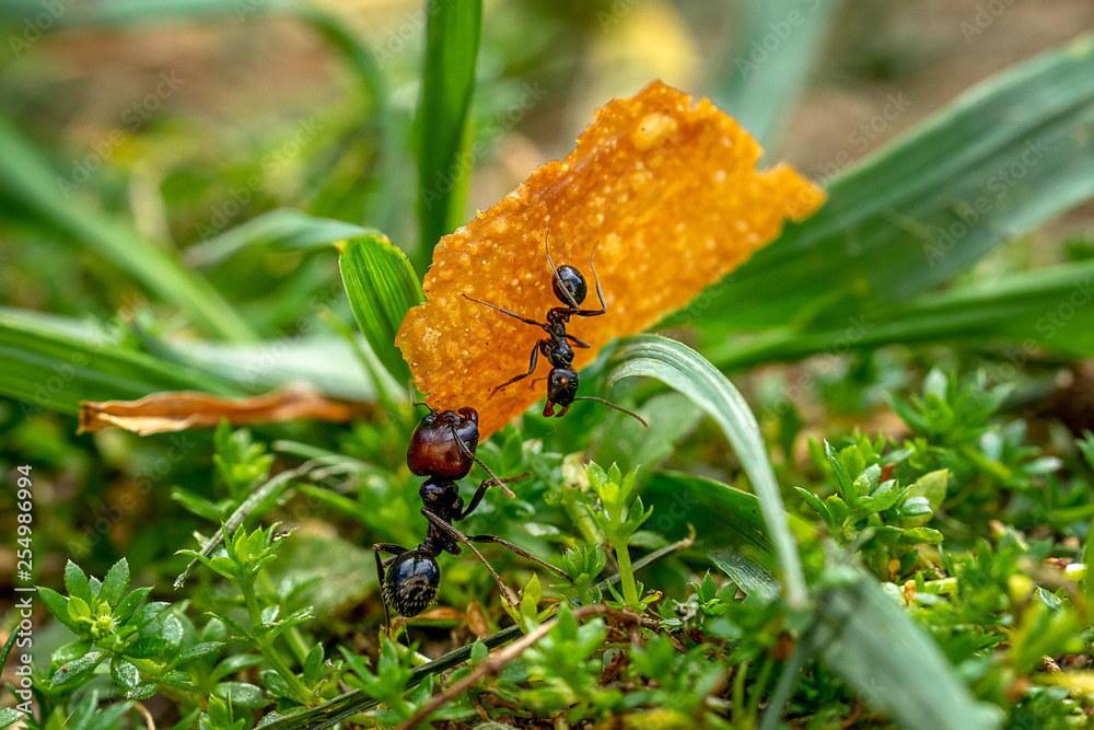 une grosse fourmi transporte une miette sur laquelle s'accroche une ...