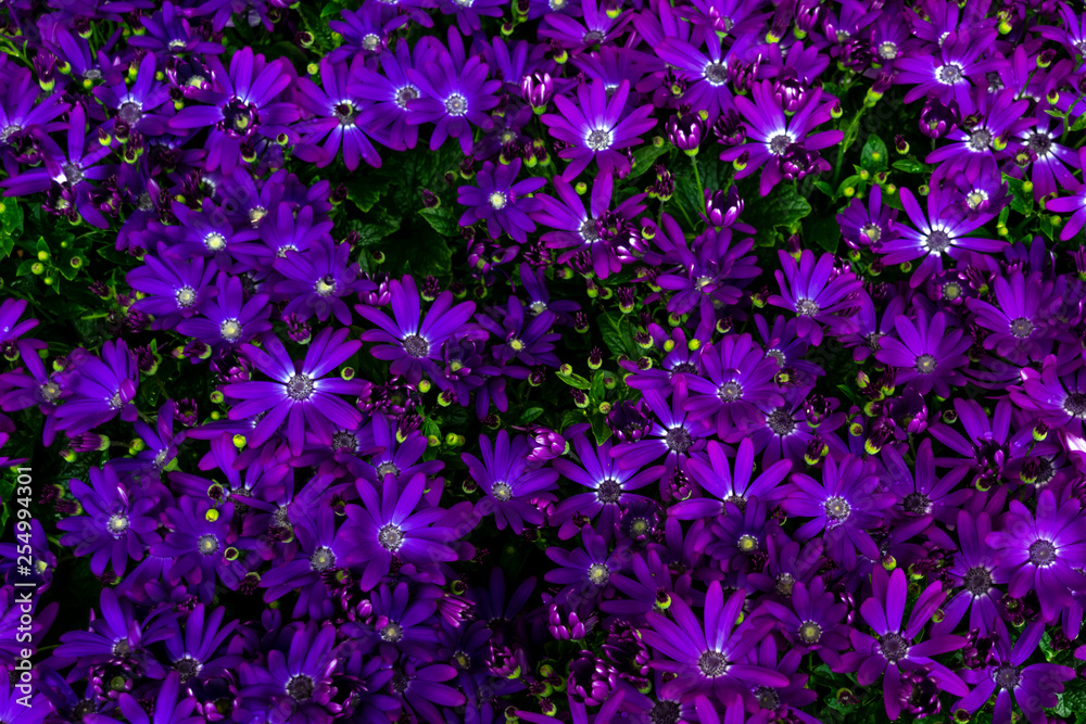 Dark Purple Flower Backgrounds