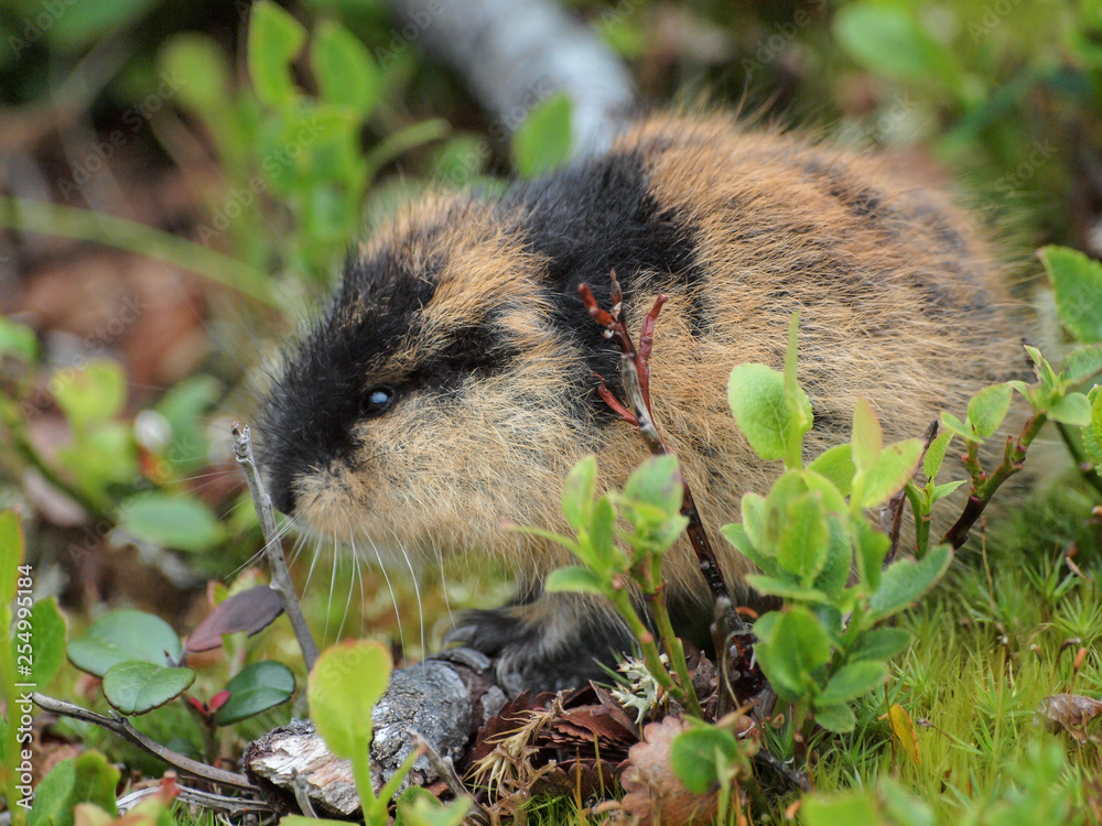 Norwegian Lemming (Lemmus lemmus) in Hardangervidda national park Stock ...
