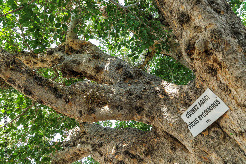 Sign Ficus Sycomorus, the oldest living tree in Cyprus, the Cathedral ...