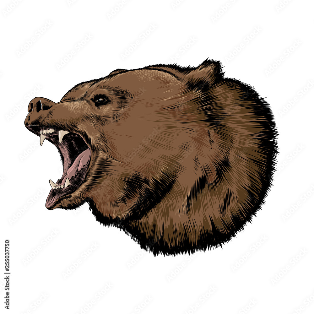Hand drawn sketch of bear in color isolated on white background ...