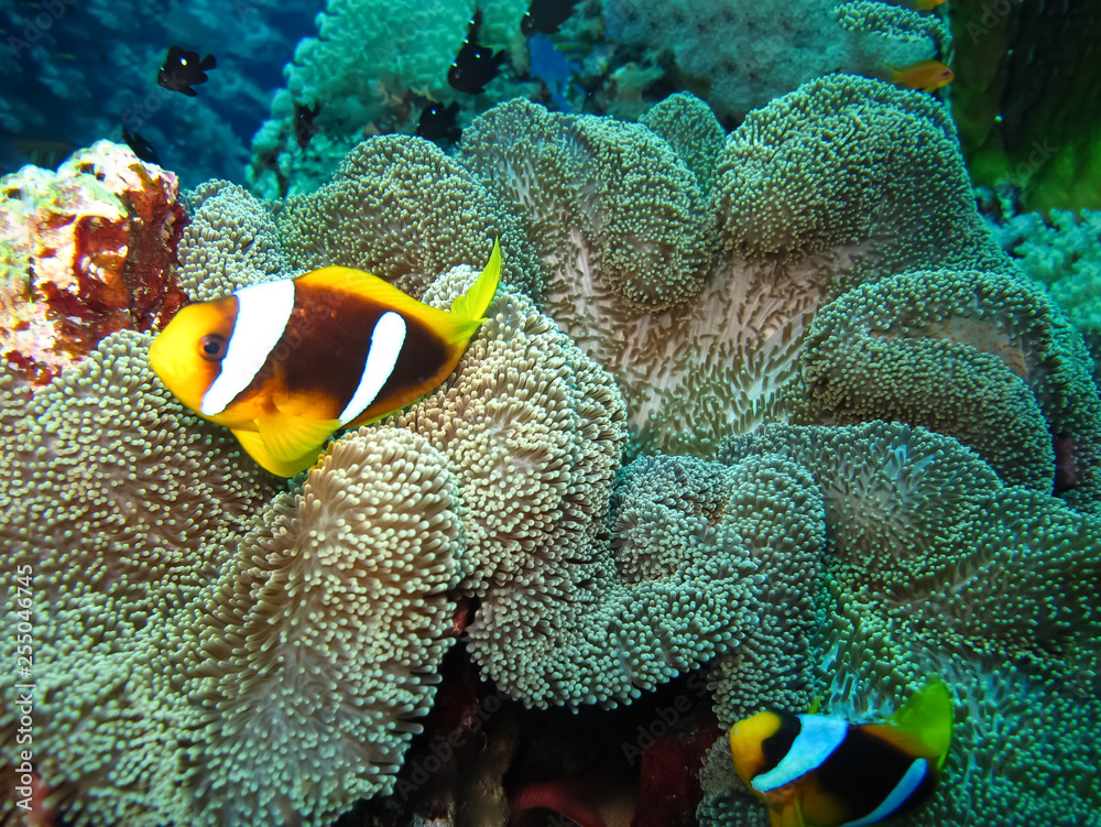 Marine Deep Ocean Plants