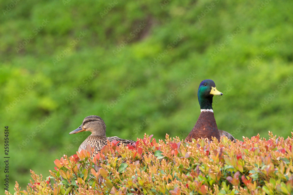 mallard ducks, male and female, heads poking up from behind a bush. The ...
