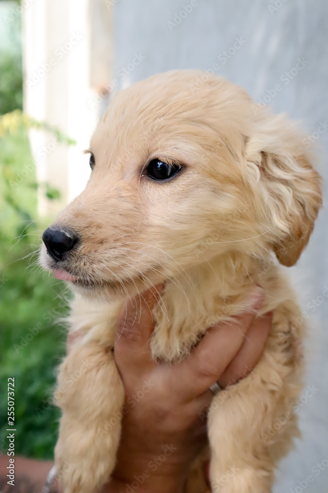 Female Golden Retriever