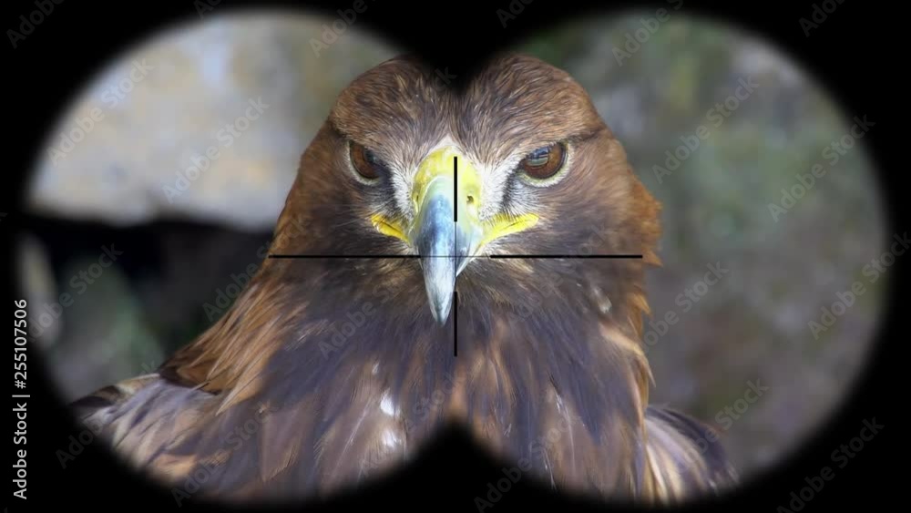 Golden Eagle (Aquila chrysaetos) Seen through Binoculars. Seen through ...