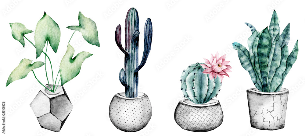 Cactus in pot, set watercolor floral illustrations, isolated on white ...