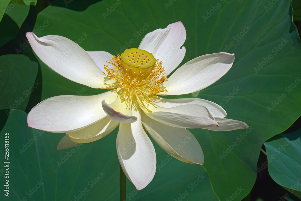 Sacred lotus (Nelumbo nucifera). Known also as Indian Lotus, Bean of ...