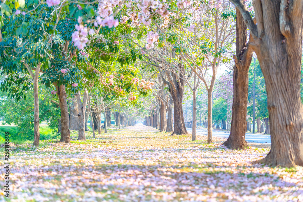 The path under the tree Tabebuia rosea (chomphantip) Stock Photo ...