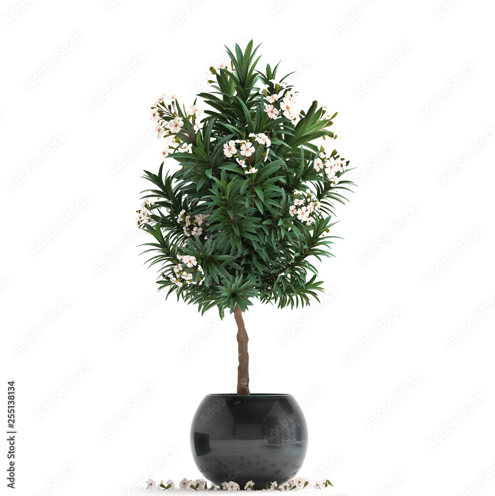 oleander tree in pot Stock Illustration | Adobe Stock