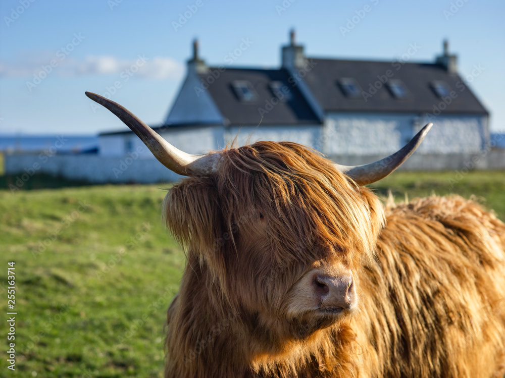 Highland Cow on Tiree Stock Photo | Adobe Stock
