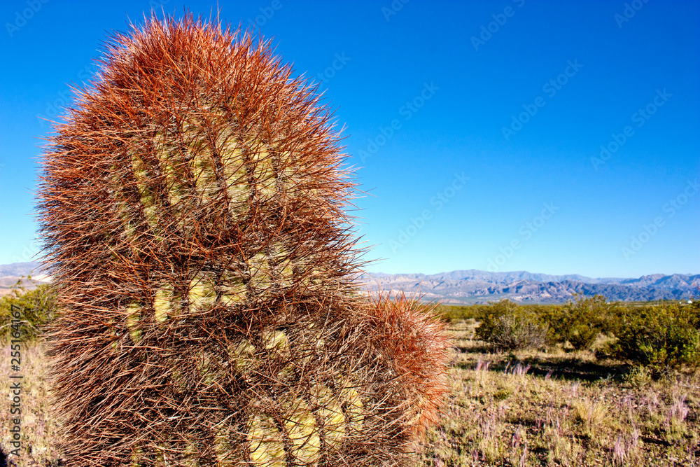 Patagonian Desert Plants