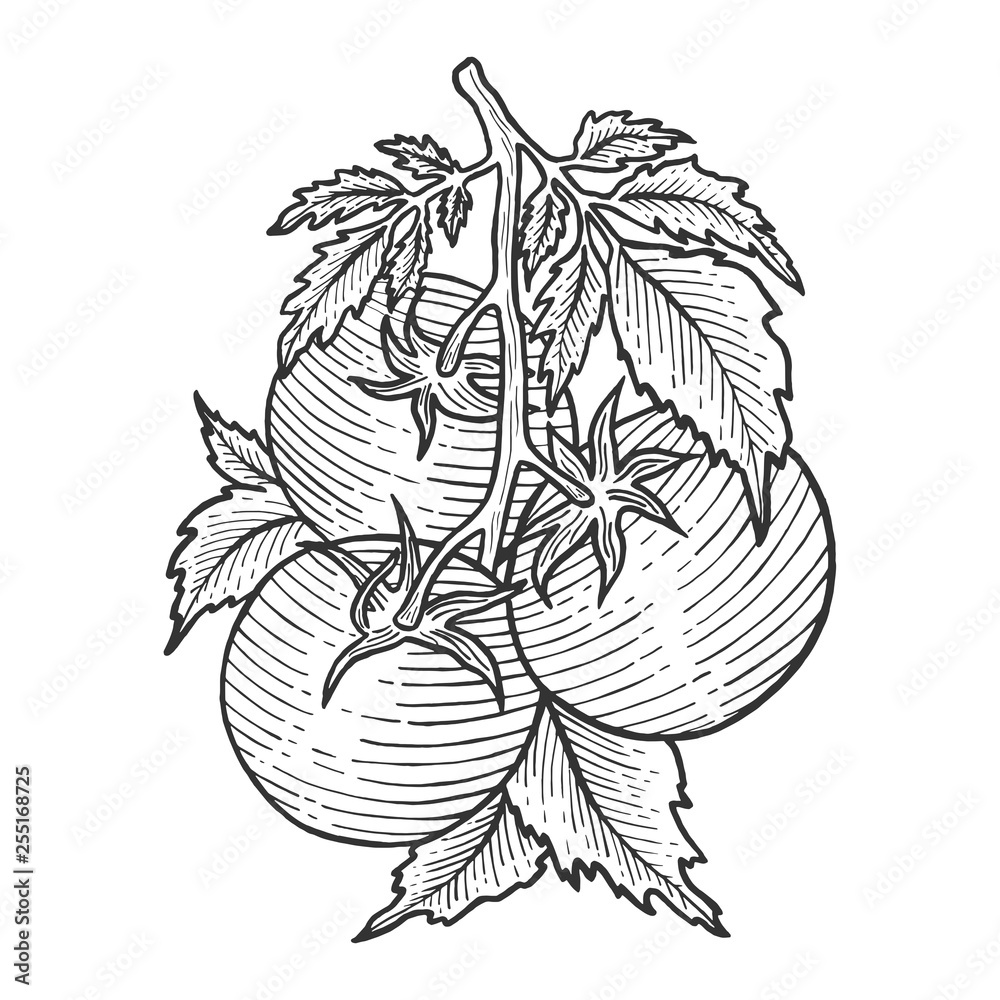 Tomato plant branch sketch engraving vector illustration. Scratch board ...