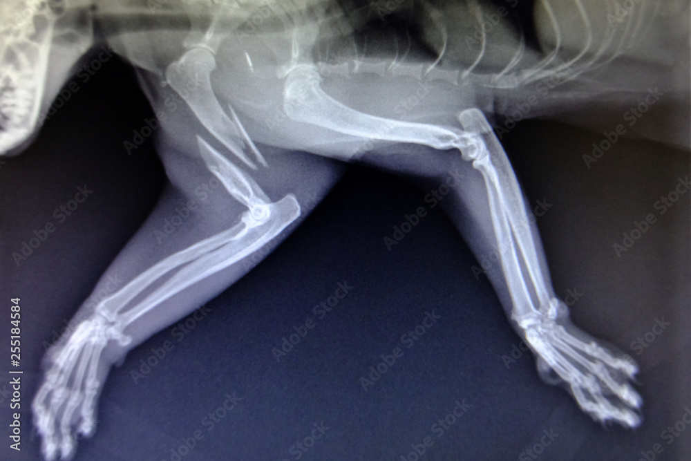 X-ray images of wild animal Stock Photo | Adobe Stock