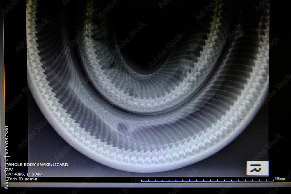 X-ray images of wild animal Stock Photo | Adobe Stock