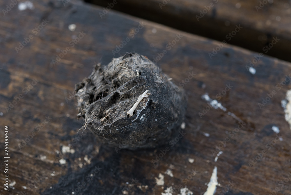 pellet and droppings of a barn owl Stock Photo | Adobe Stock