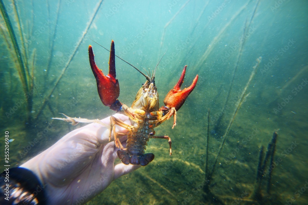Crayfish Underwater