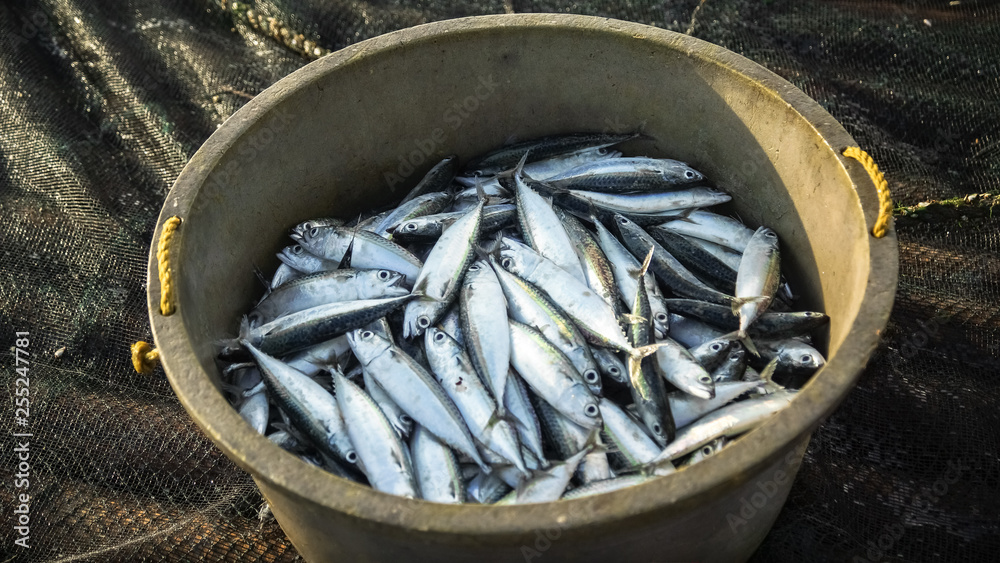 Bucket of small fish caught by Filipino fishermen - Tibiao, Antique ...