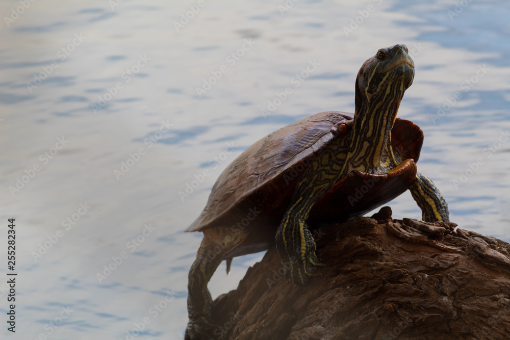 Portrait of river turtle posing with head held high in a pond on top of ...
