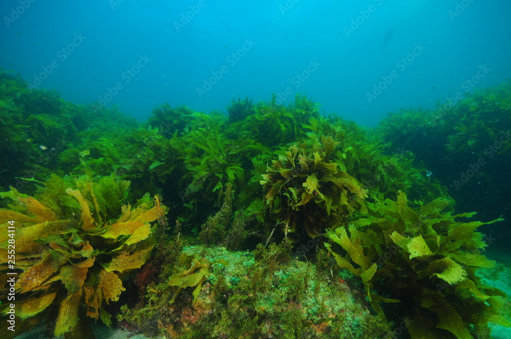 Flat rocky reef with areas of dense kelp forest and relatively barren ...