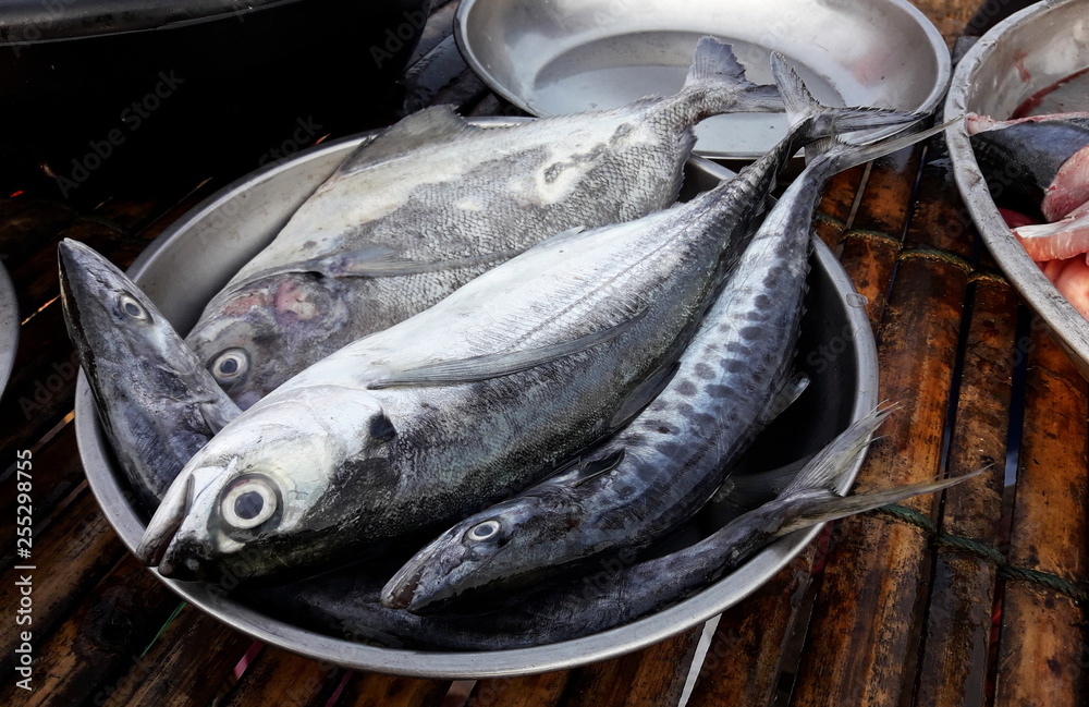 Torpedo or Hardtail or Finletted mackerel scad with Indo-Pacific king ...