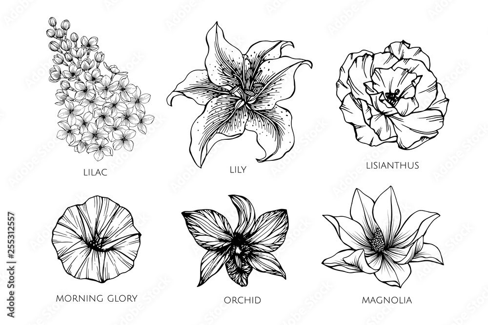 Collection set of flower drawing illustration. Stock Vector | Adobe Stock