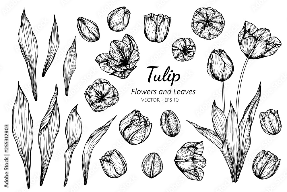 Collection set of tulip flower and leaves drawing illustration. Stock ...