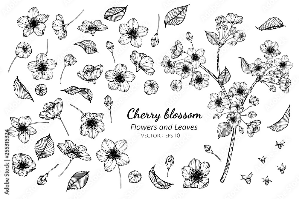 Cherry Leaf Drawing