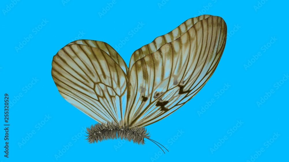 Beautiful Butterfly Wing Patterns