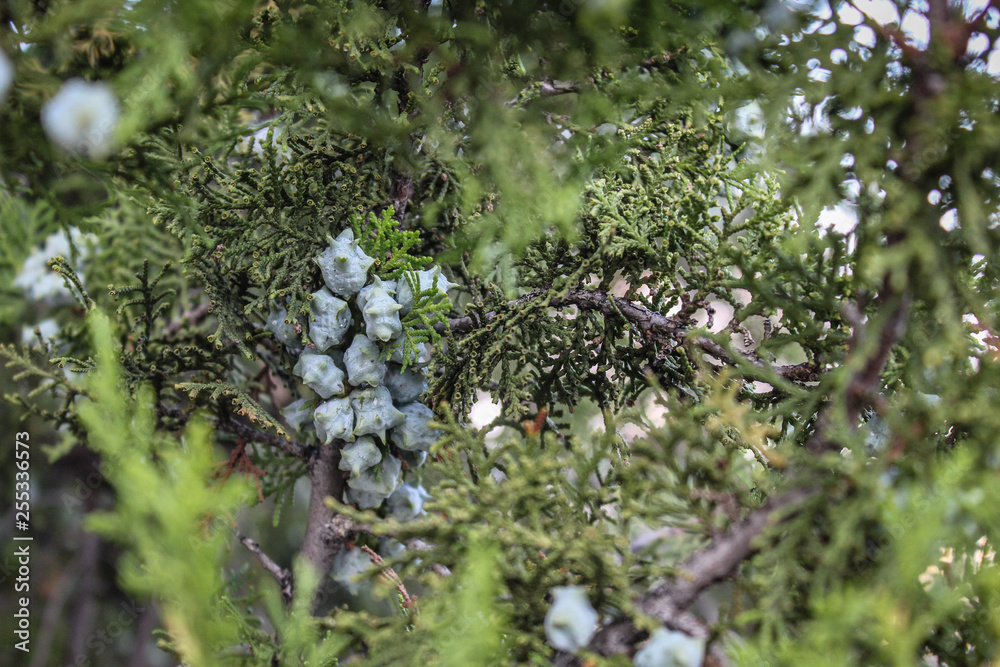 Thuja tree with cones. cypress, Tree of life Thuja western, thuja ...