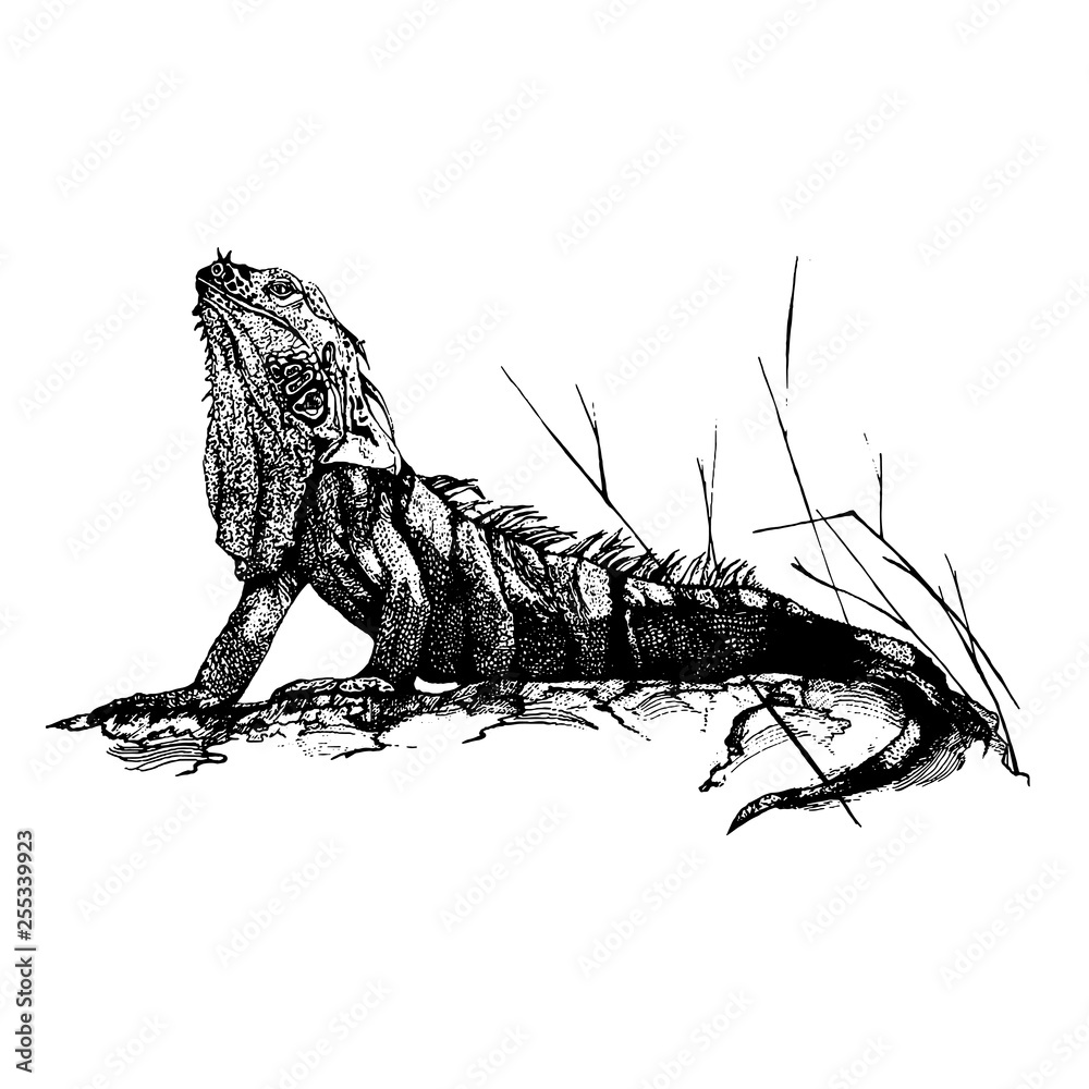 Lizard Iguana reptile line art hand drawn vector sketch ink ...