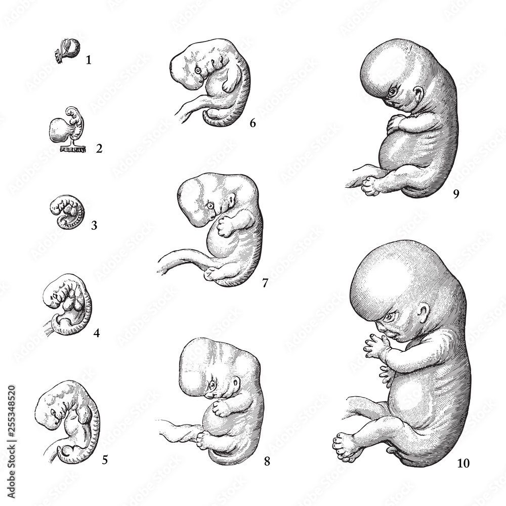 Human embryo growing stages / vintage illustration from Die Frau als ...