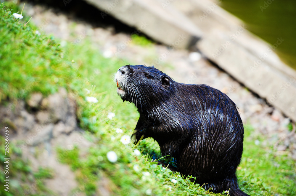 Nutria in river habitat. Stock Photo | Adobe Stock