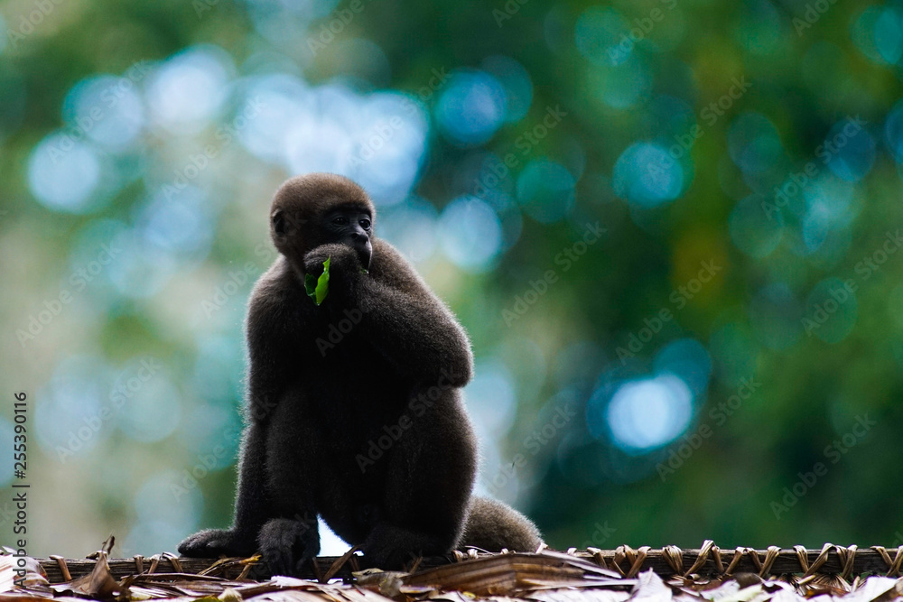 Mono en la selva amazónica Stock Photo | Adobe Stock