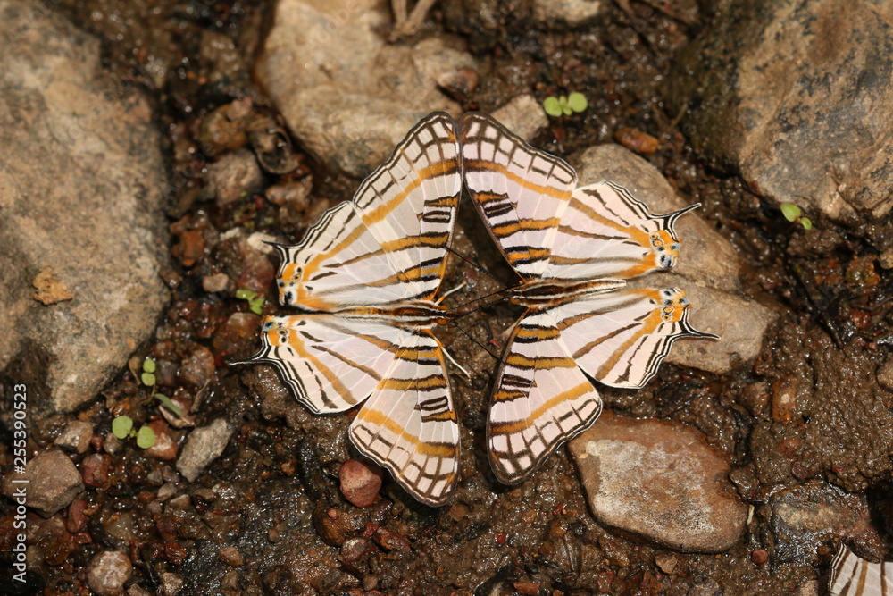 Couple of African map butterflies on a close up picture. A colorful ...
