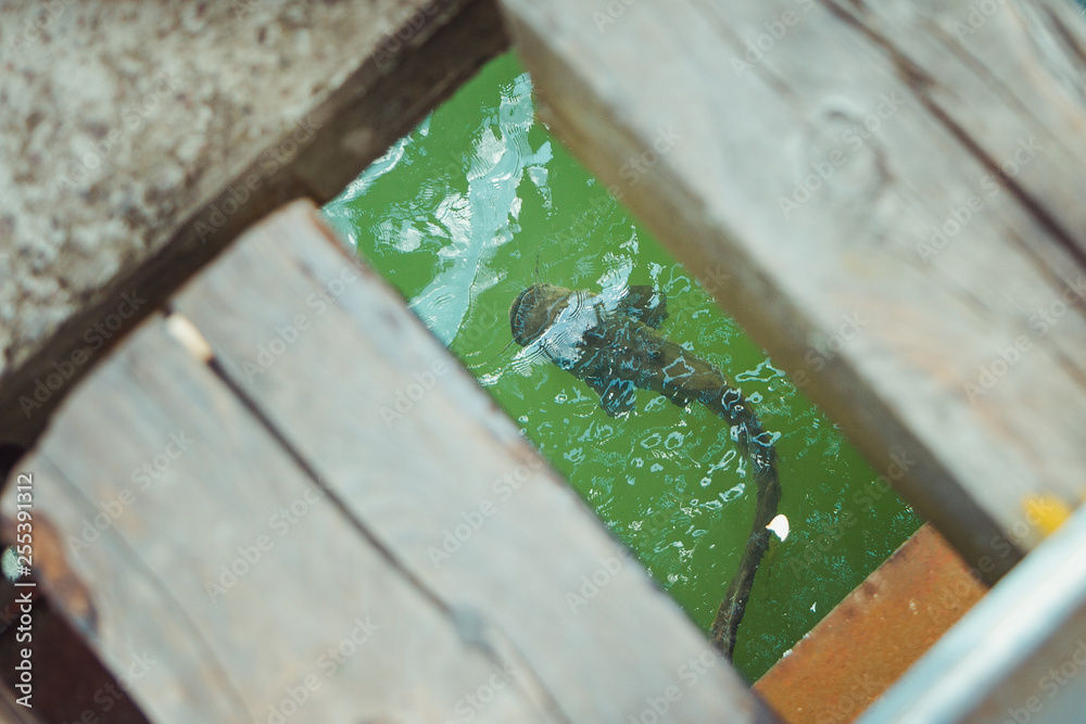 Foto de Sheat-fish in Chornobyl exclusion zone. Radioactive zone in ...